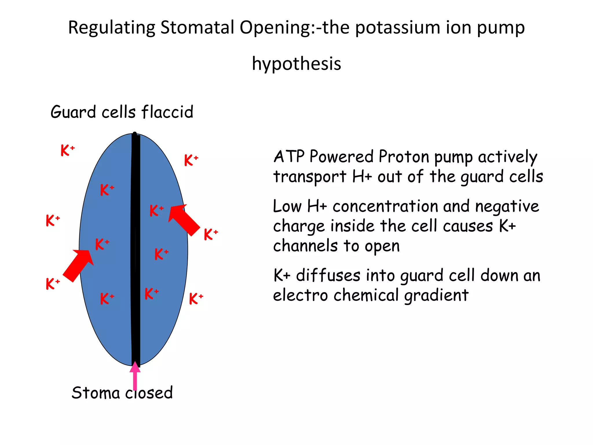 Unit 6 energy, respiration and photosynthesis A Level | PPTX