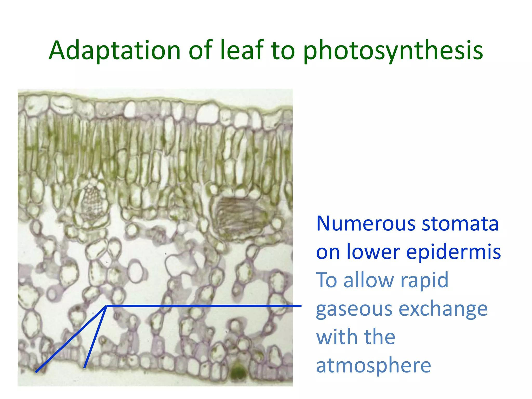 Unit 6 energy, respiration and photosynthesis A Level | PPTX