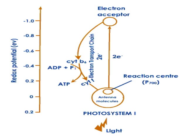 Unit 6 energy, respiration and photosynthesis A Level | PPTX ...
