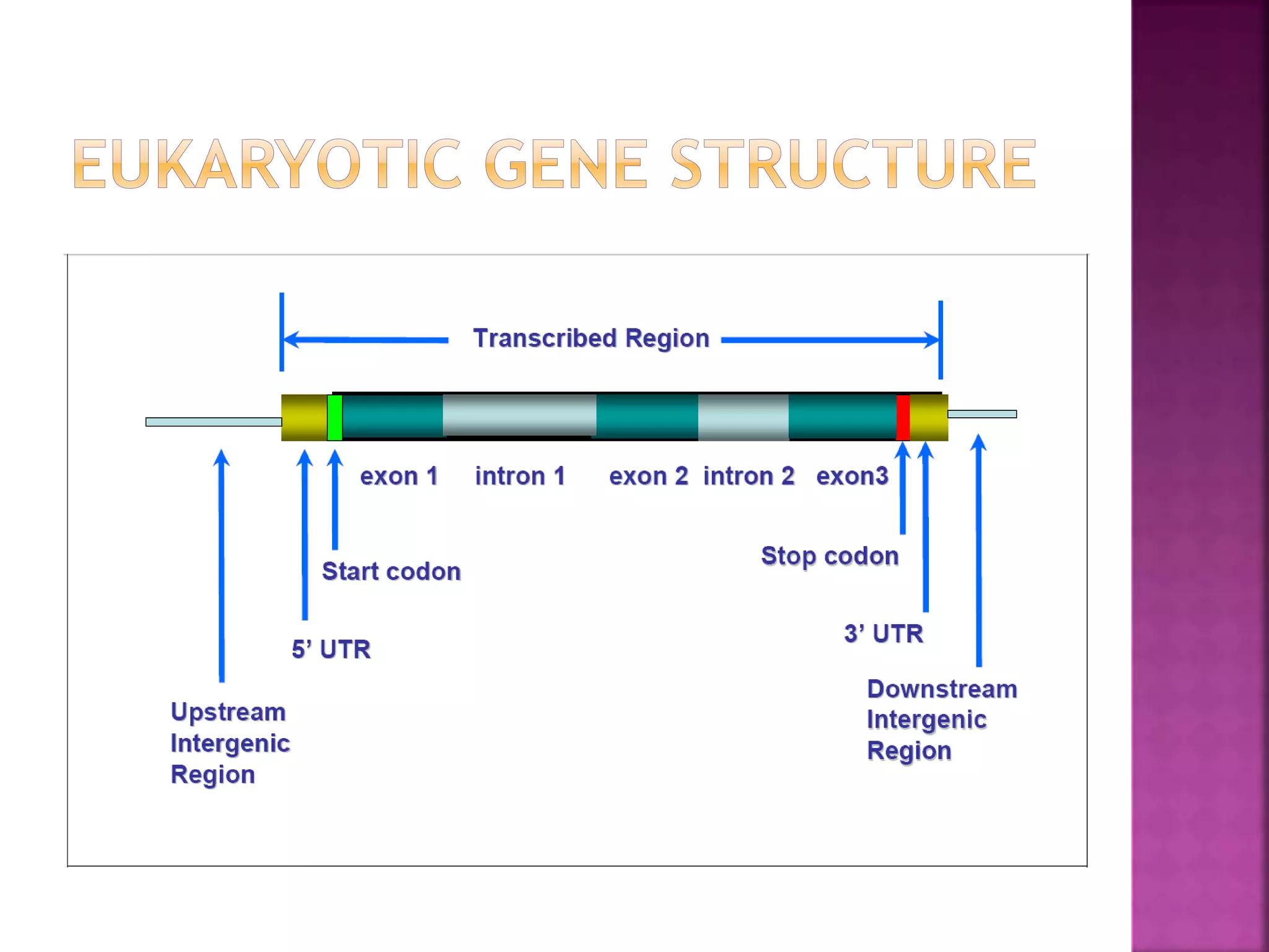 eukaryotic gene structure | PPTX