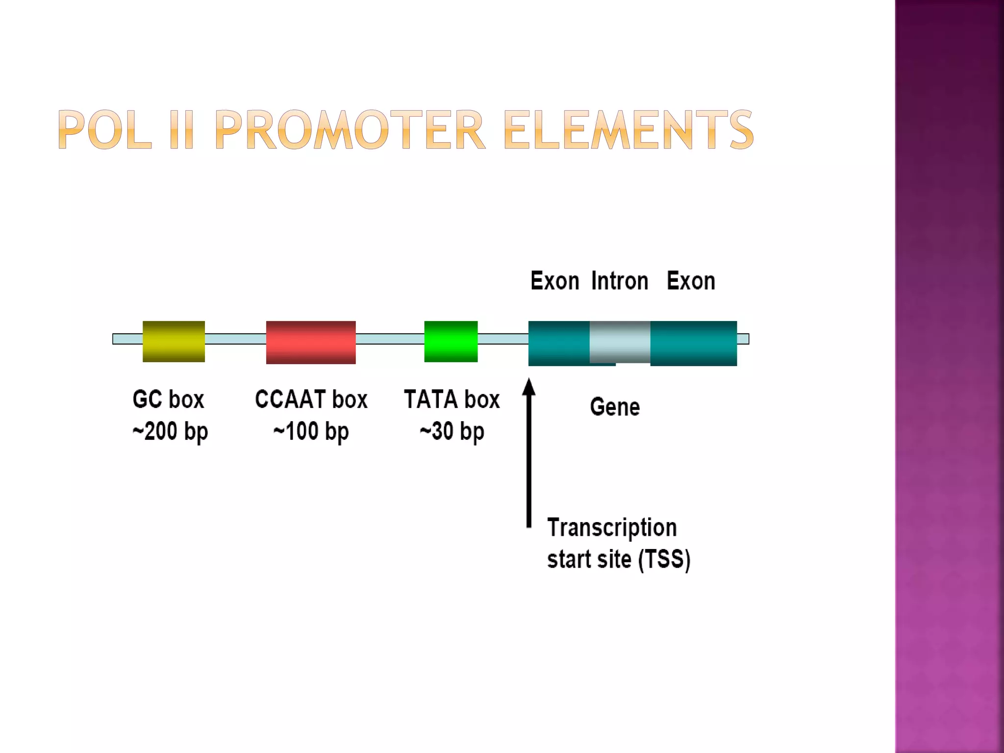 eukaryotic gene structure | PPTX