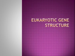 eukaryotic gene structure | PPTX