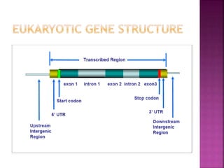 eukaryotic gene structure | PPTX