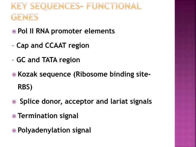 eukaryotic gene structure | PPTX