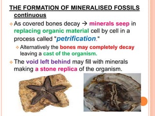 Unit 6 history of life on earth | PPTX