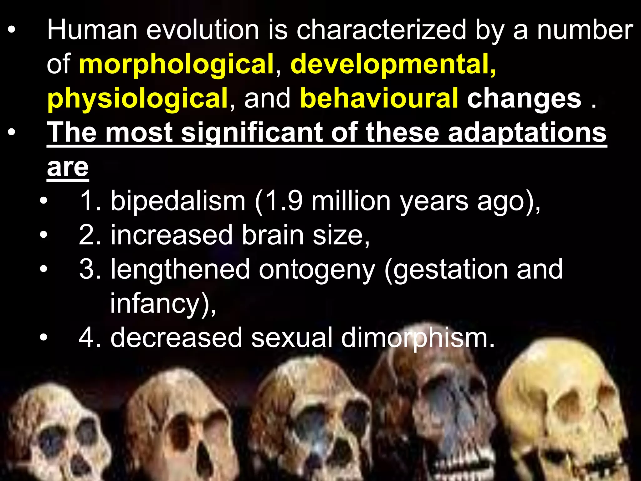 human evolution biology | PPTX