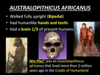 human evolution biology | PPTX