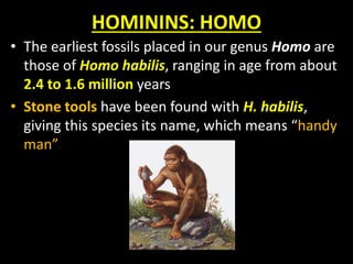 human evolution biology | PPTX