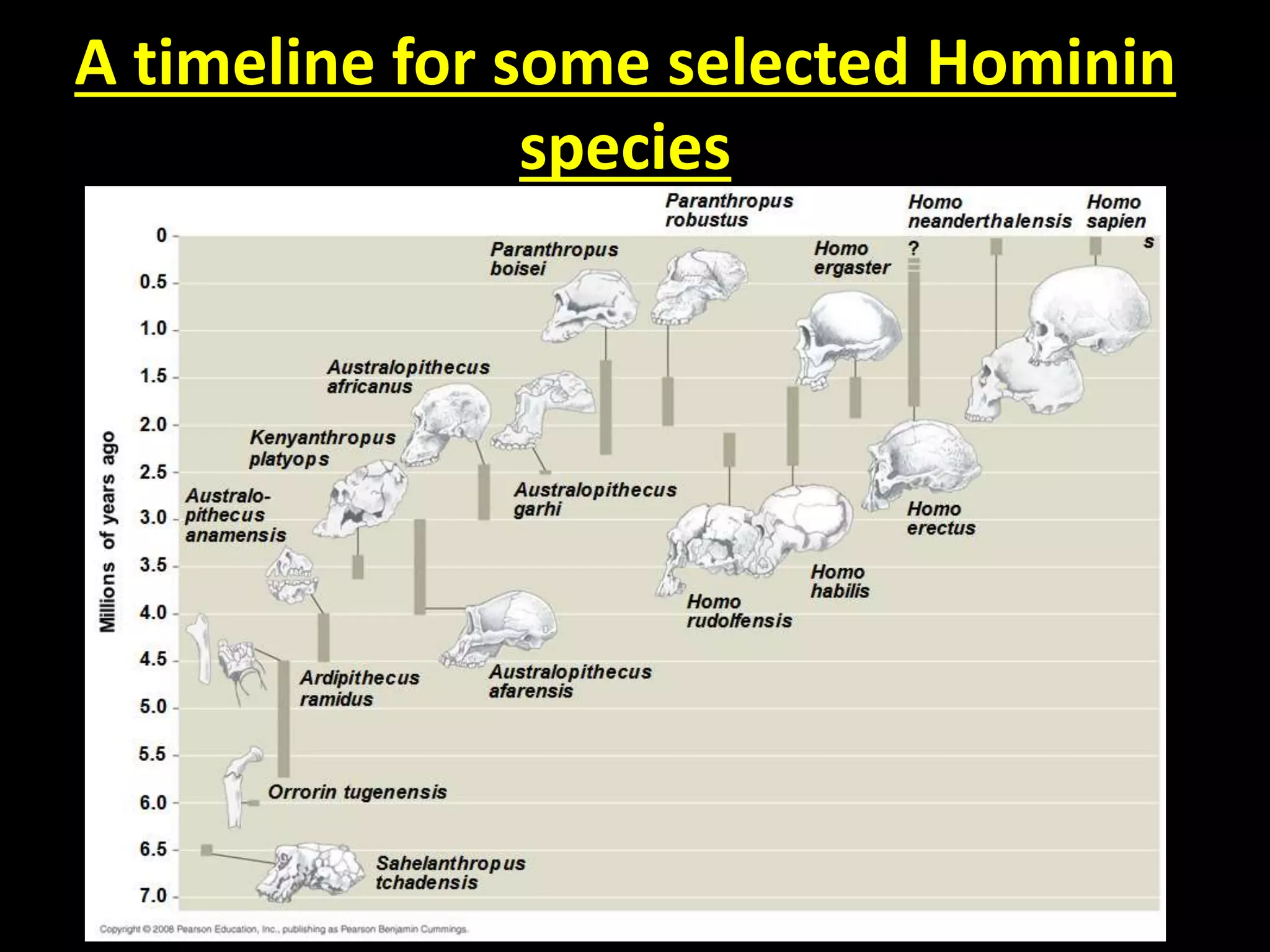 human evolution | PPTX