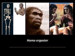 Human Evolution | PPTX