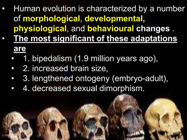 Human Evolution | PPT