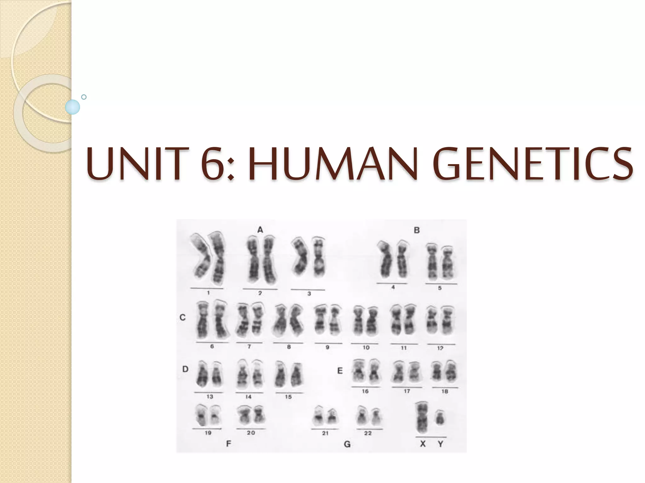 Unit 6 Human Genetics | PPT
