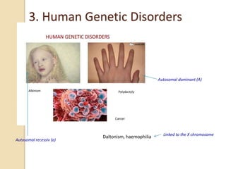 Unit 6 Human Genetics | PPT