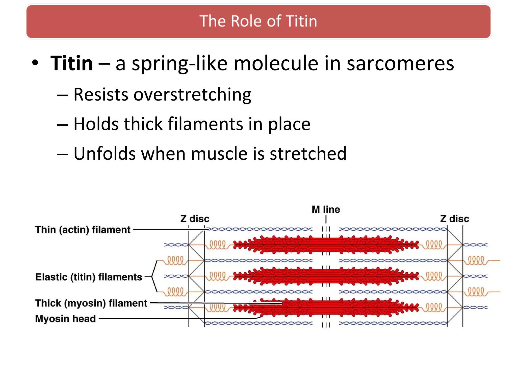 Unit 6 muscular system | PPT