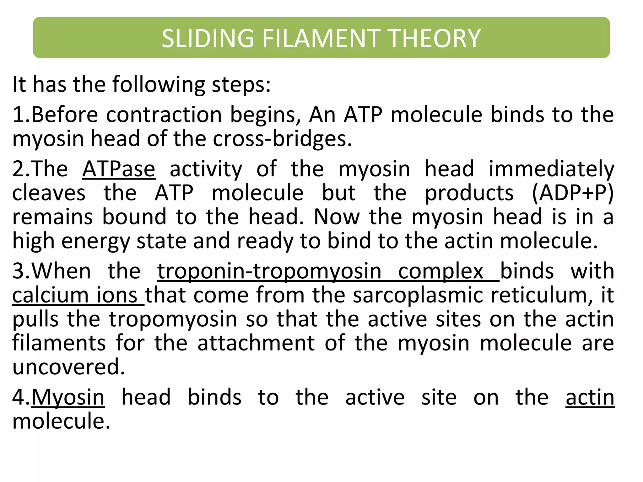 Unit 6 muscular system | PPT