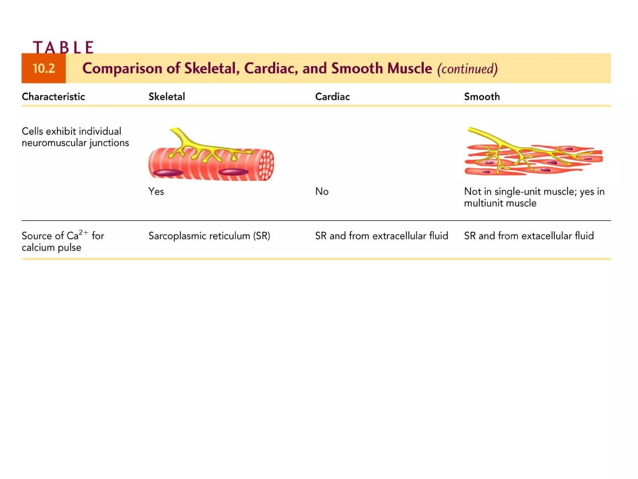 Unit 6 muscular system | PPT