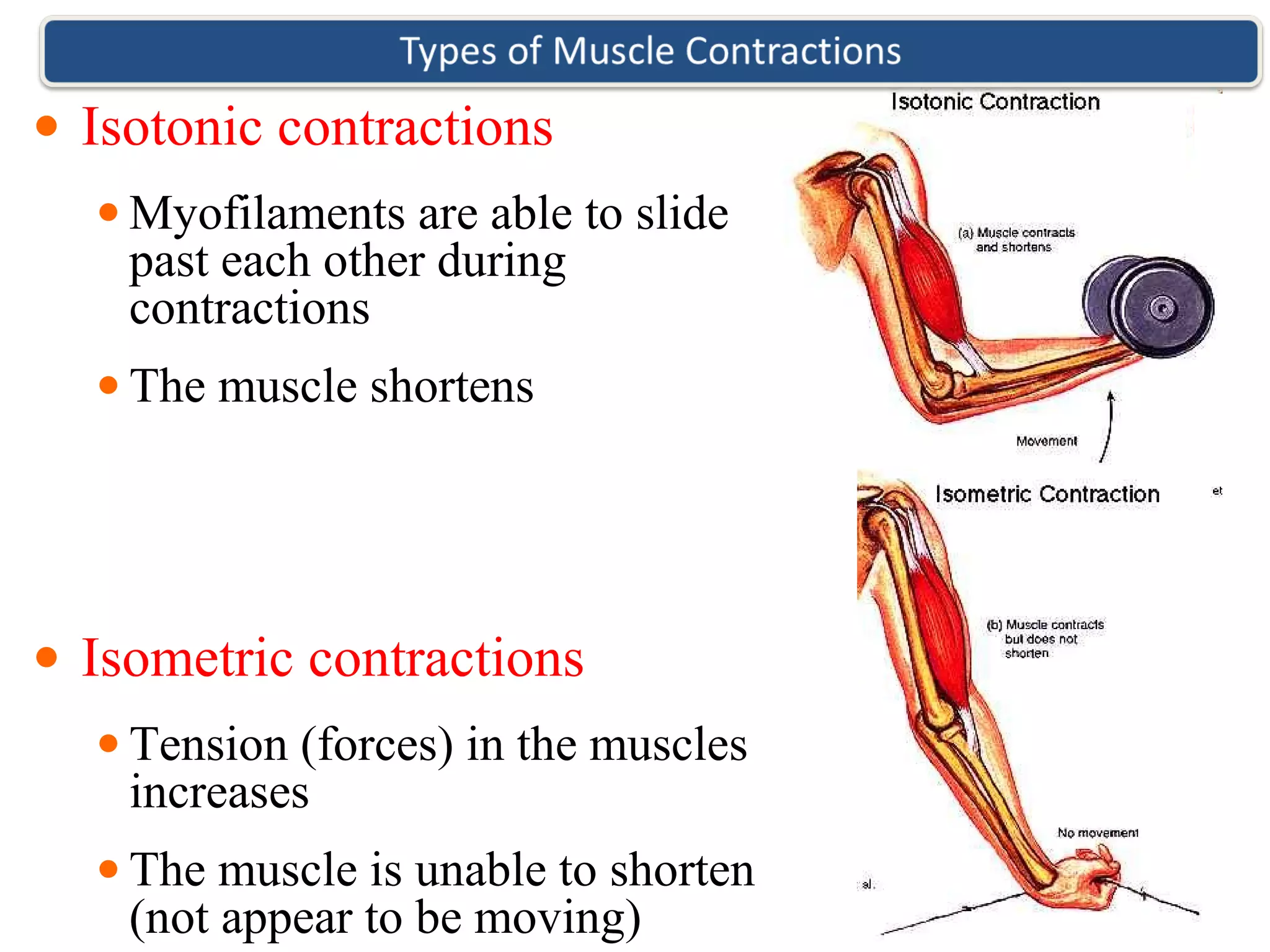 Unit 6 muscular system | PPT