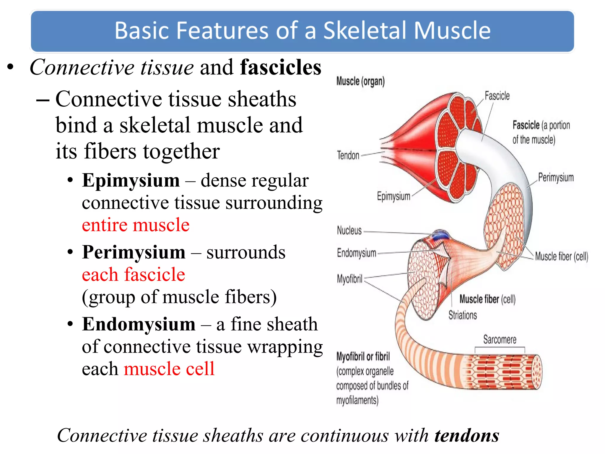 Unit 6 muscular system | PPT