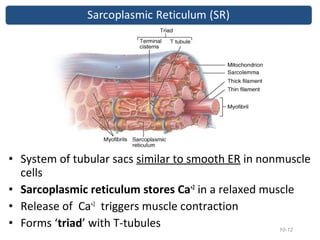 Unit 6 muscular system | PPT