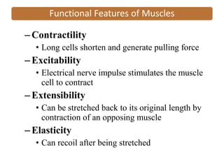 Unit 6 muscular system | PPT