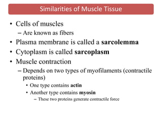 Unit 6 muscular system | PPT