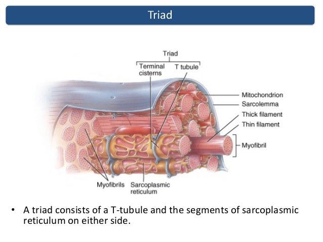 Unit 6 muscular system