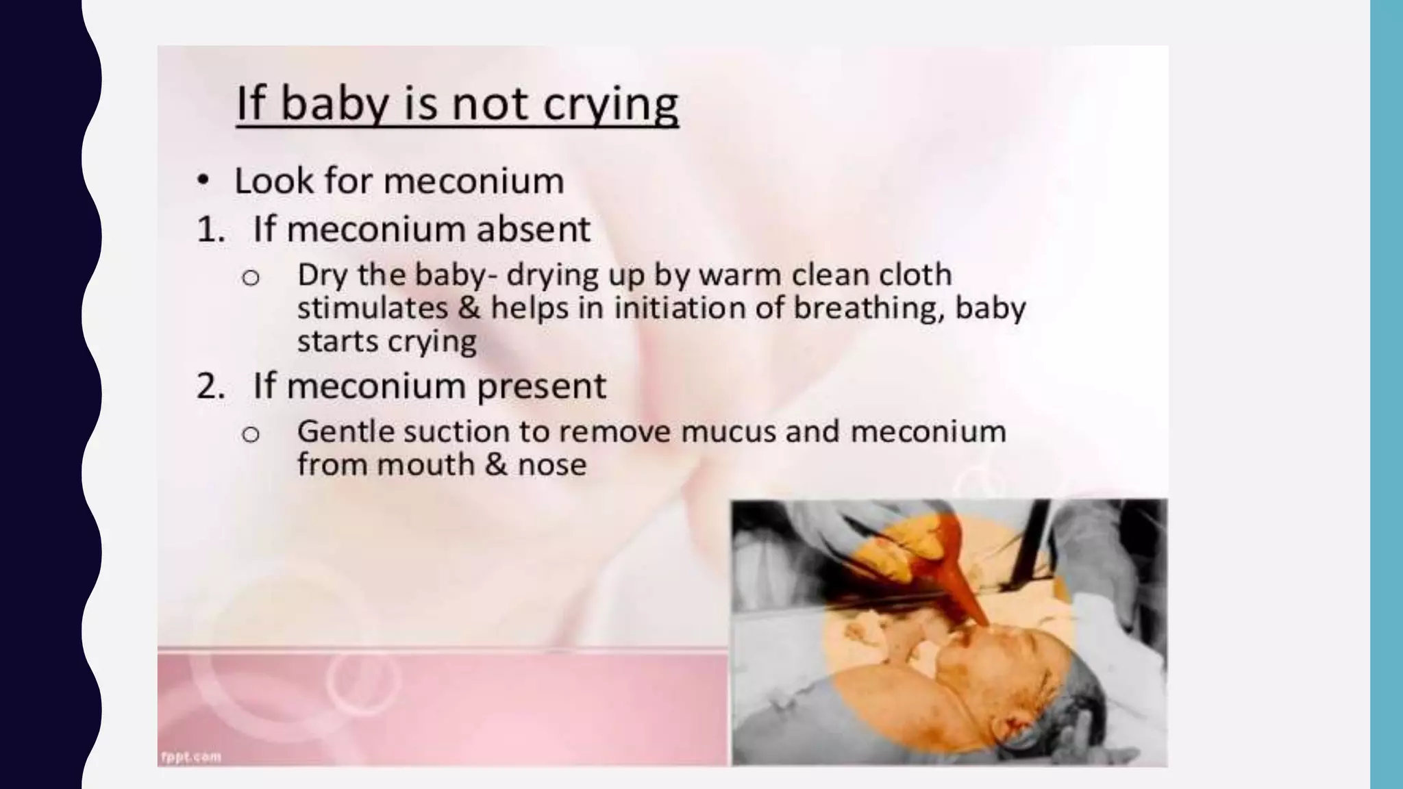 Normal Neonates | PPTX