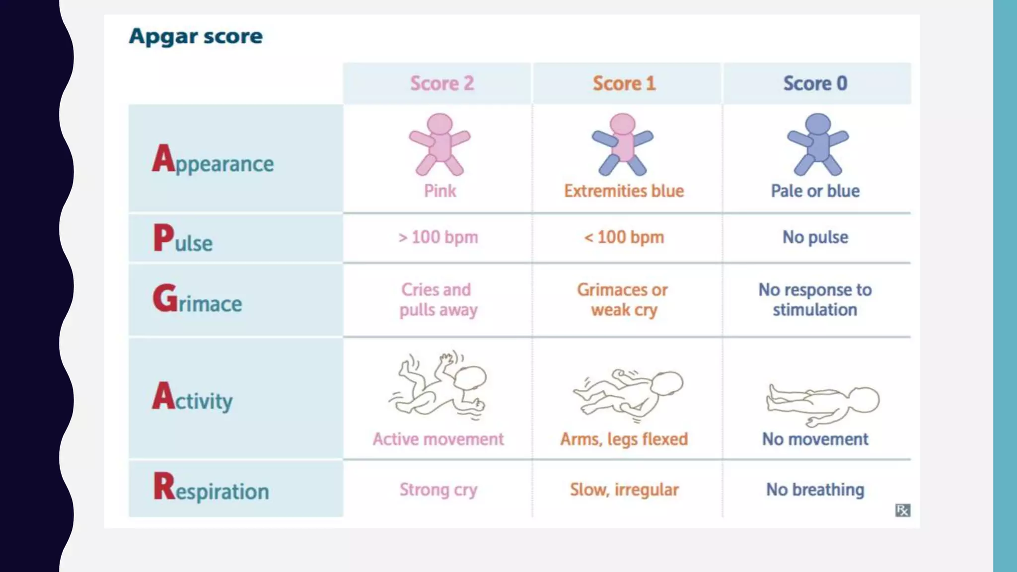 Normal Neonates | PPTX