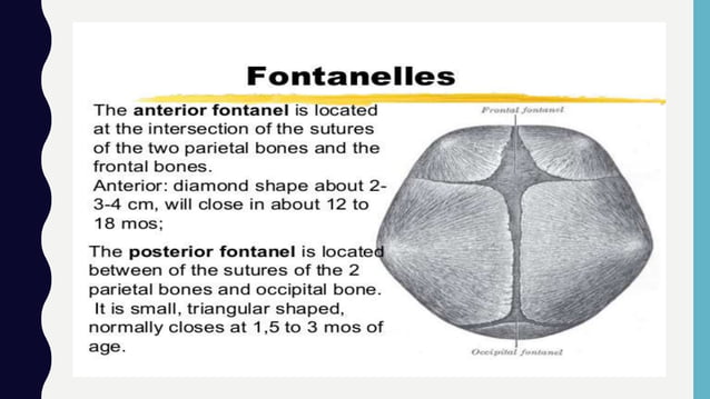 Normal Neonates | PPTX | Pregnancy | Reproductive Health