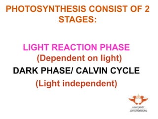 Unit 6 photosynthesis | PPTX