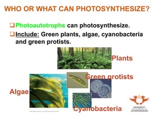 Unit 6 photosynthesis | PPT
