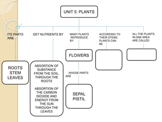 Unit 5 plants | PPTX