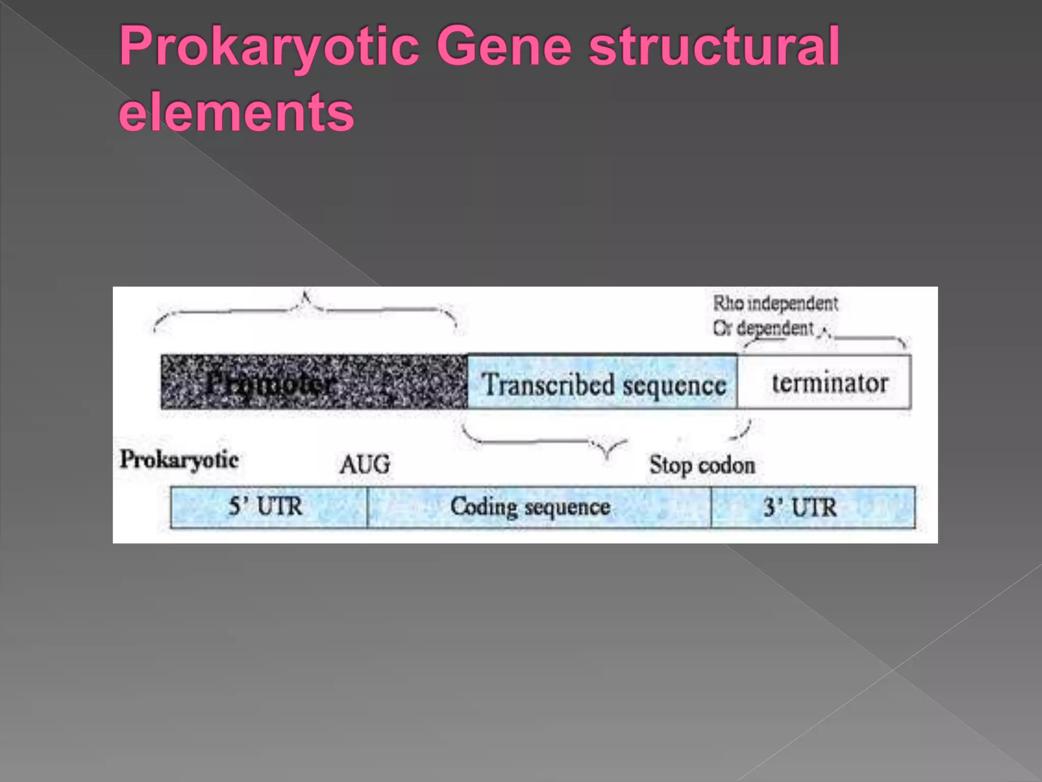 Unit 6 prokaryotic gene structure | PPTX