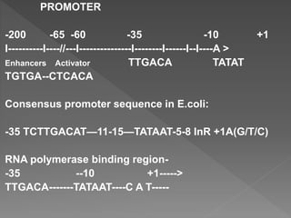 Unit 6 prokaryotic gene structure | PPTX