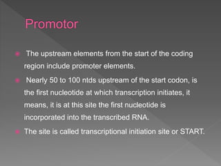Unit 6 prokaryotic gene structure | PPTX