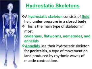 Hydrostatic Skeleton Animals