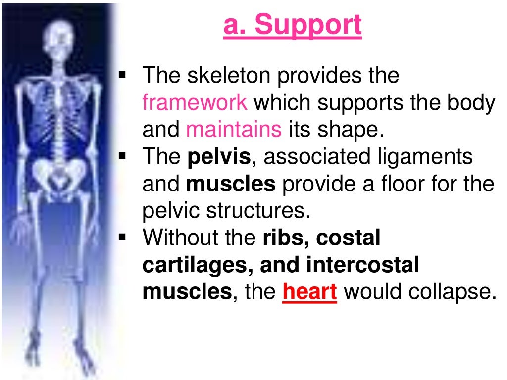 support systems in animals