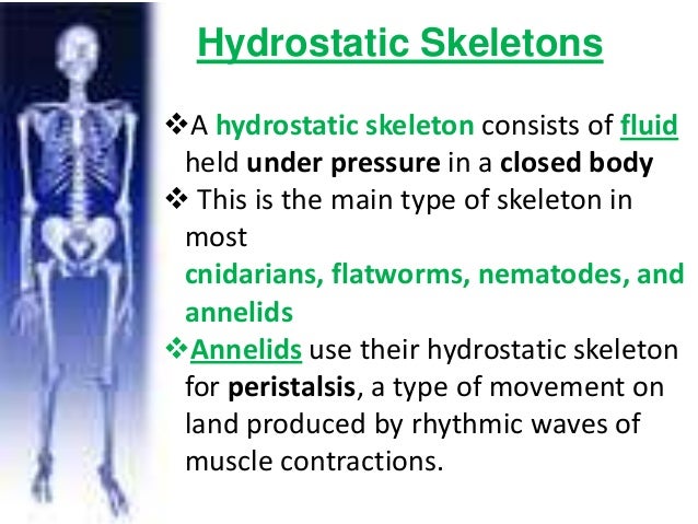 Hydrostatic Skeleton Animals