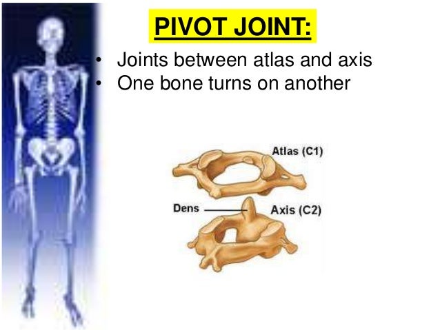 support systems in animals
