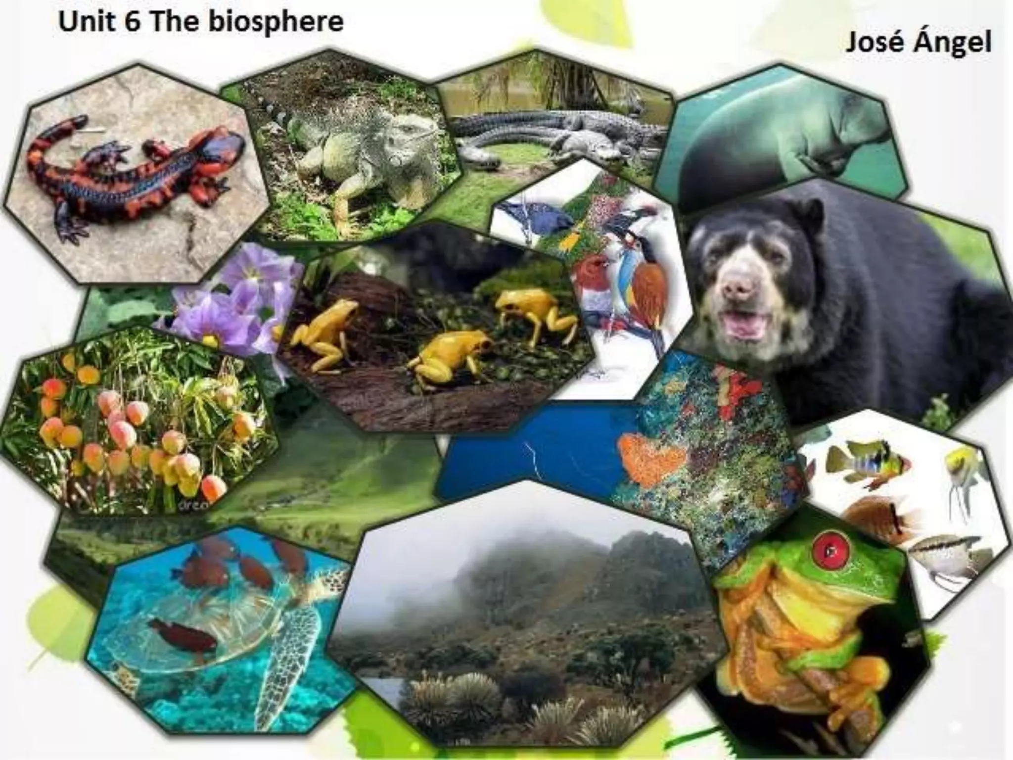 Unit 6 The Biosphere | PPTX