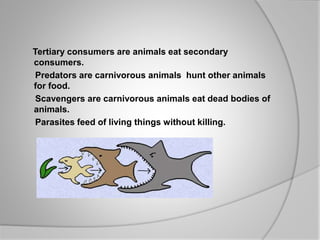 Unit 6 The Biosphere | PPTX