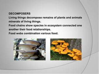 Unit 6 The Biosphere | PPTX