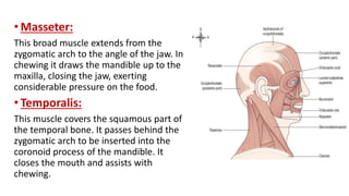 Unit 6 the muscular system | PPTX