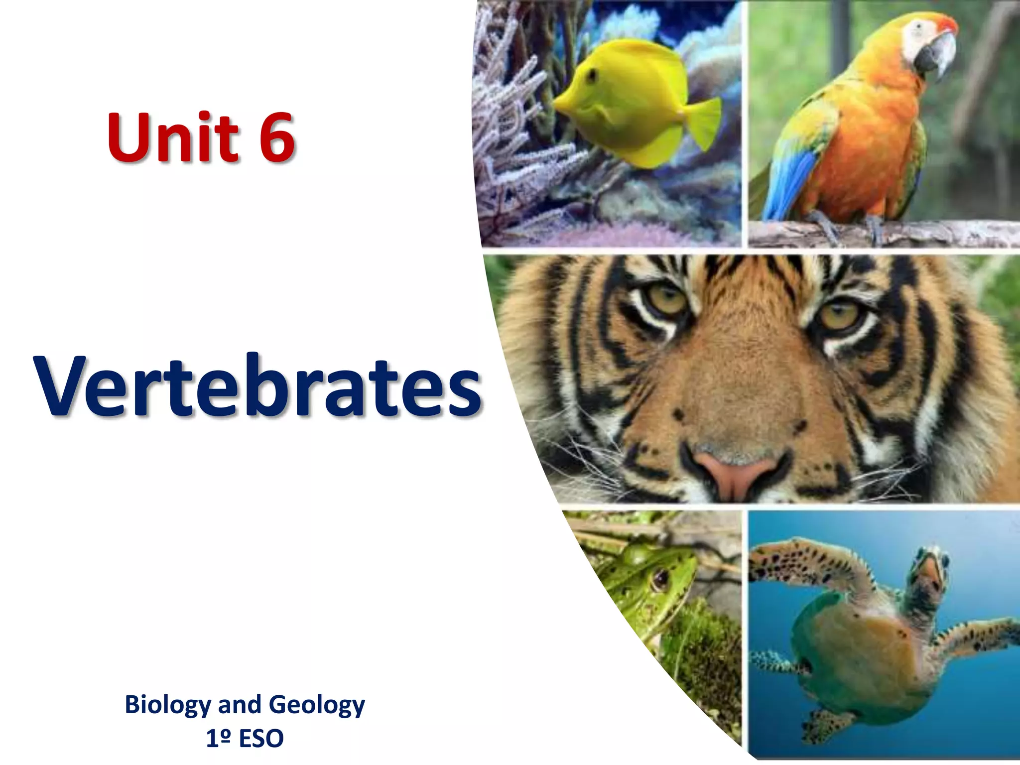 U nit 6 vertebrates (1) | PPT
