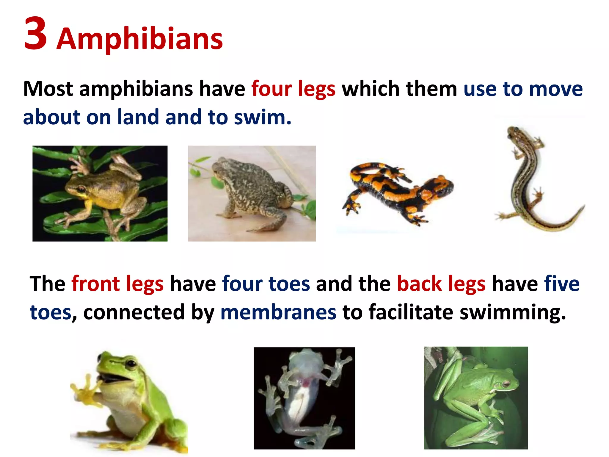 U nit 6 vertebrates (1) | PPT