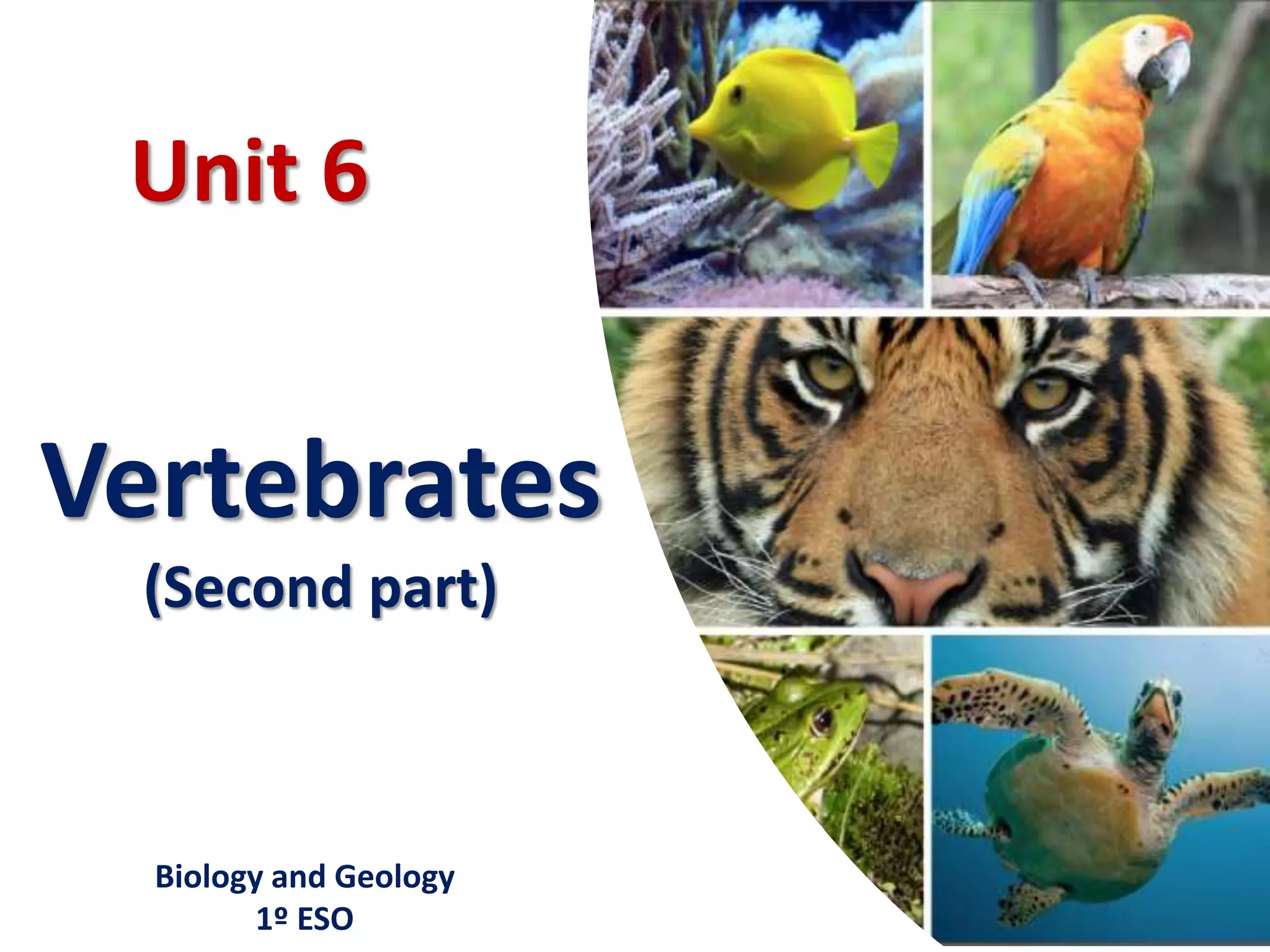 Unit 6 vertebrates (part 2) | PPT