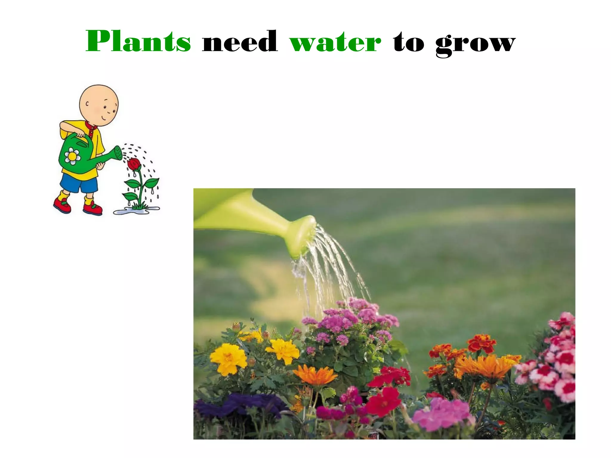 Unit 7.plants | PPT