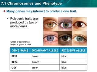 Unit 7 Chromosomes And Phenotype | PPT