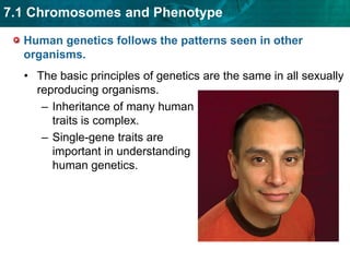 Unit 7 Chromosomes And Phenotype | PPT