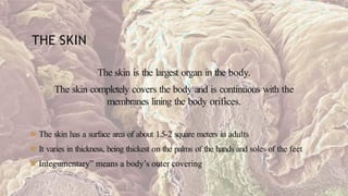 UNIT 7 - The Integumentary System bsn.pptx